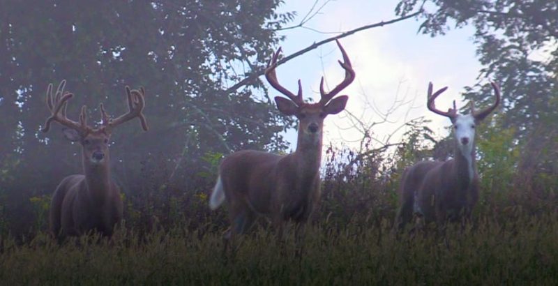Extreme Whitetail Guided World Record Deer Hunting Ohio - Extreme World ...
