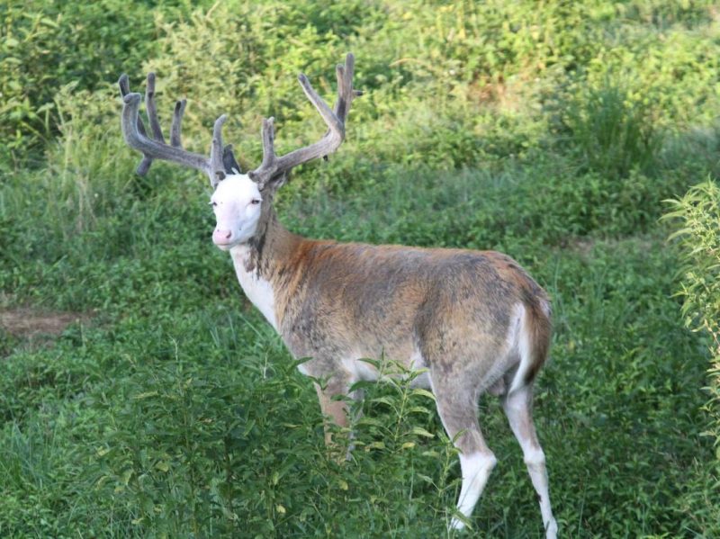 Galleries - Extreme World Class Whitetails of Ohio