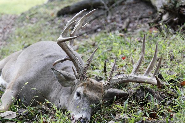Galleries - Extreme World Class Whitetails of Ohio