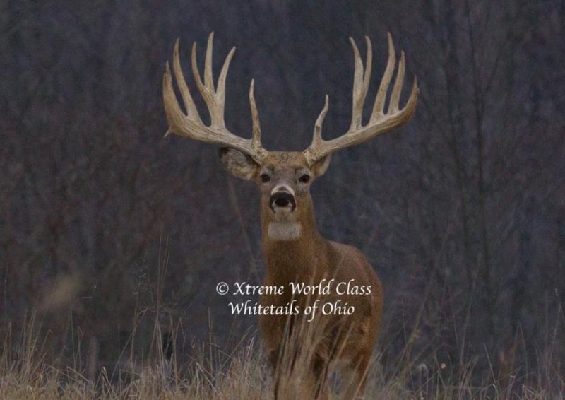 Extreme Whitetail Guided World Record Deer Hunting Ohio - Extreme World ...