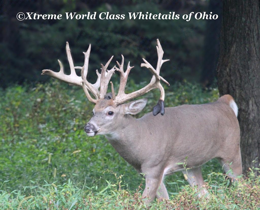Extreme Whitetail Guided World Record Deer Hunting Ohio - Extreme World ...
