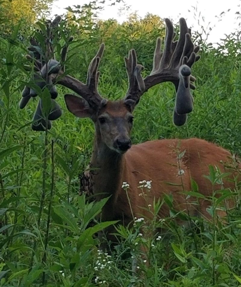 Extreme Whitetail Guided World Record Deer Hunting Ohio - Extreme World ...