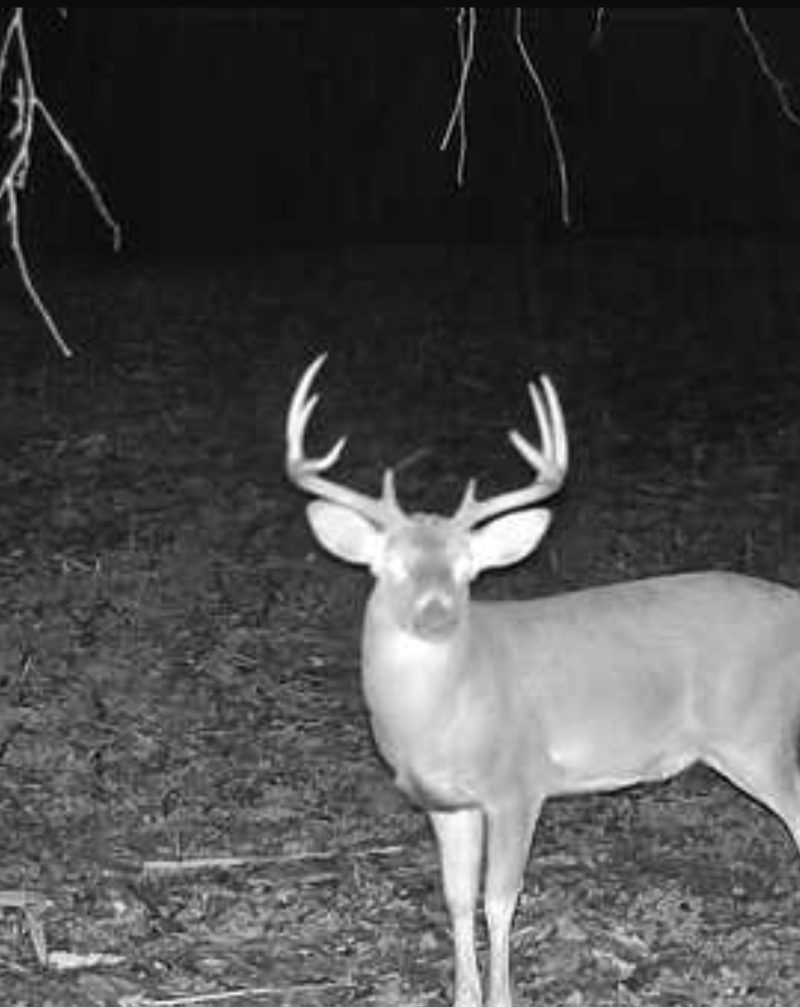 Fair Chase Whitetail Deer Hunting Best Outfitters in Ohio