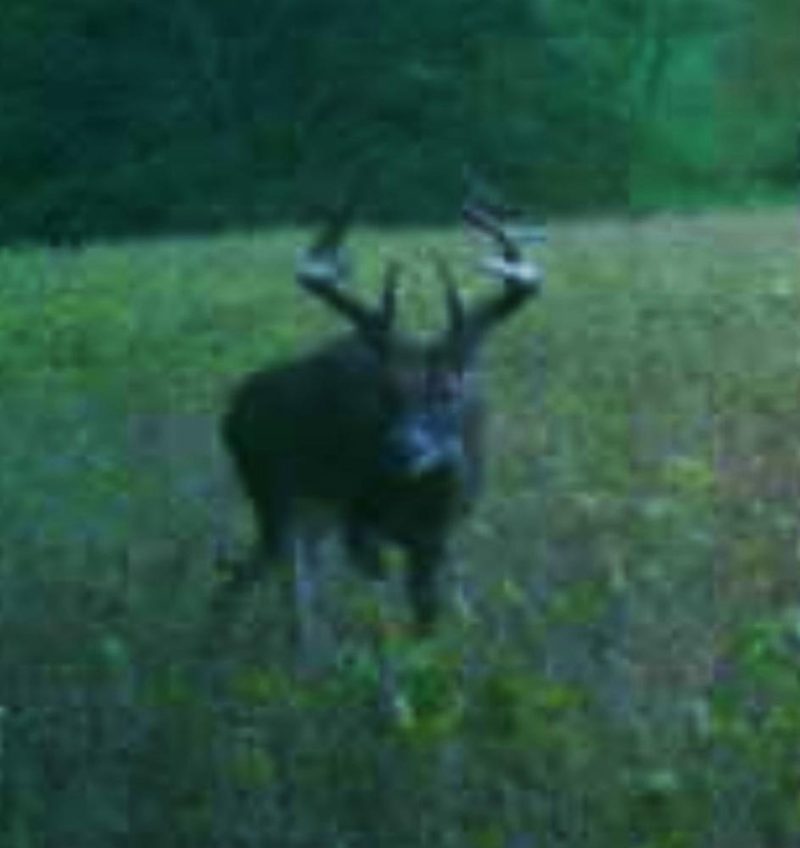 Fair Chase Whitetail Deer Hunting Best Outfitters in Ohio