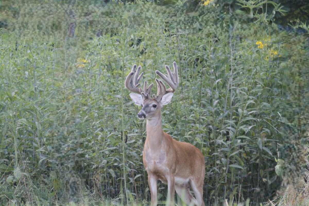 Guided Whitetail Deer Hunting Outfitters in Ohio