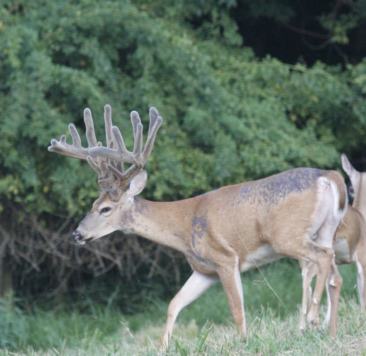 Guided Whitetail Deer Hunting Outfitters in Ohio